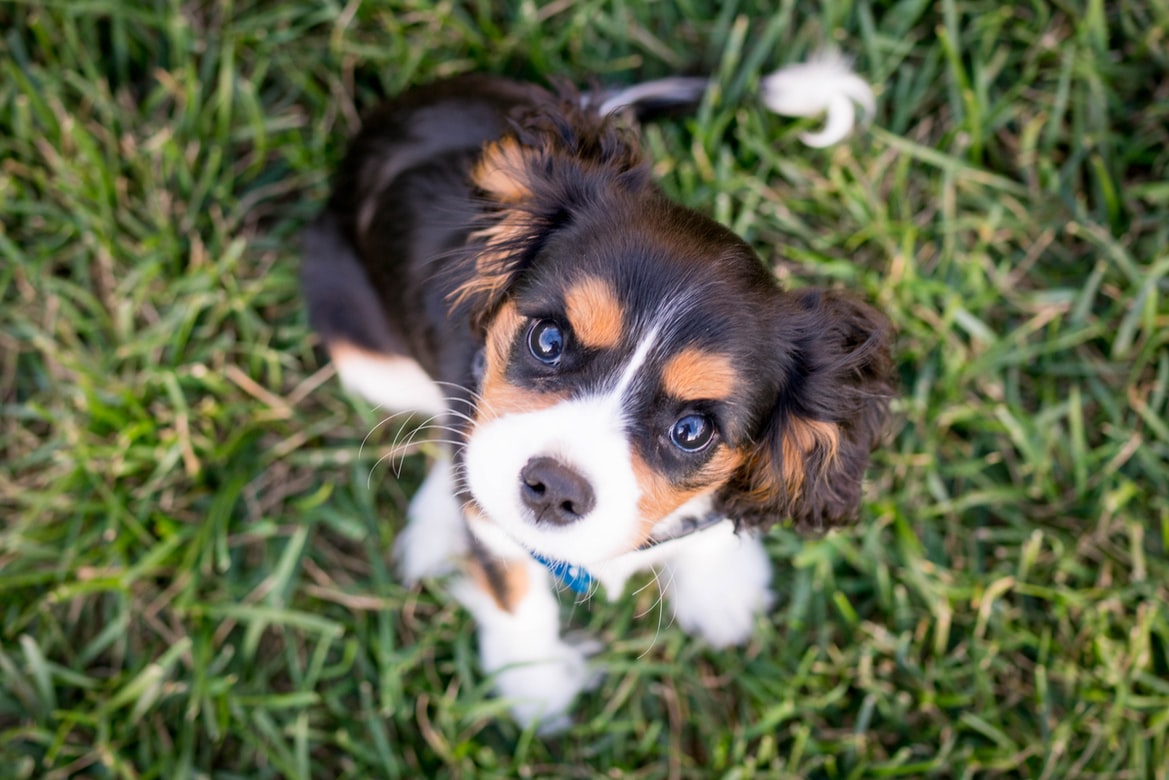 Top 6 Benefits Of Professional Puppy Training in Virginia