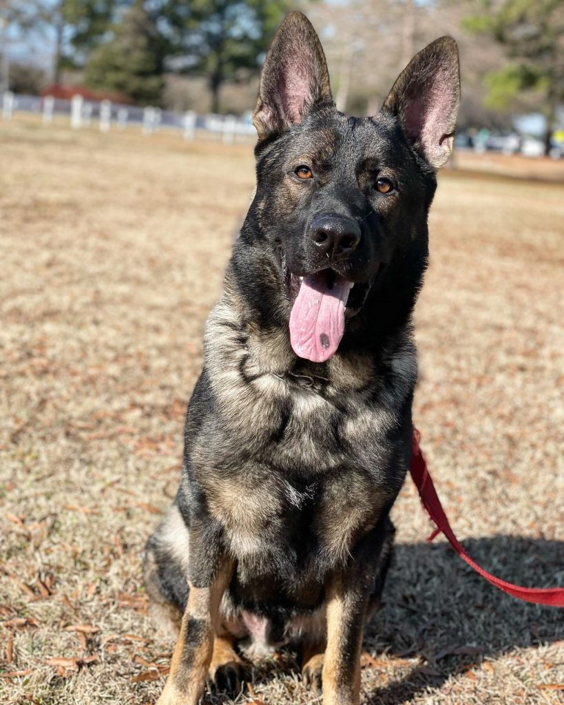 Top 10 Best Dog Breeds for Personal Protection