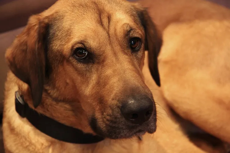 Top 10 Best Dog Breeds for Personal Protection