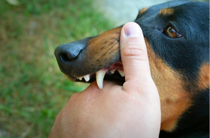 Types of Aggressive Dog Behavior and How to Deal with Them