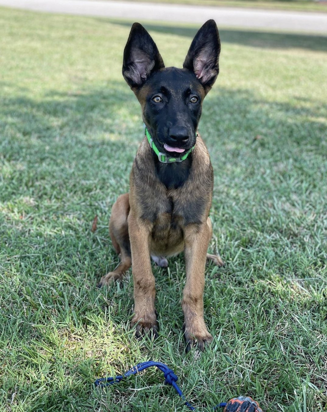 What to Expect from a Day Training Program for Dogs