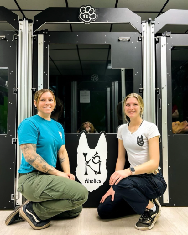 Teaching Basic Commands: A Step-by-Step Guide for Dog Owners